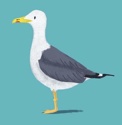 A sunny seagull | Owling About