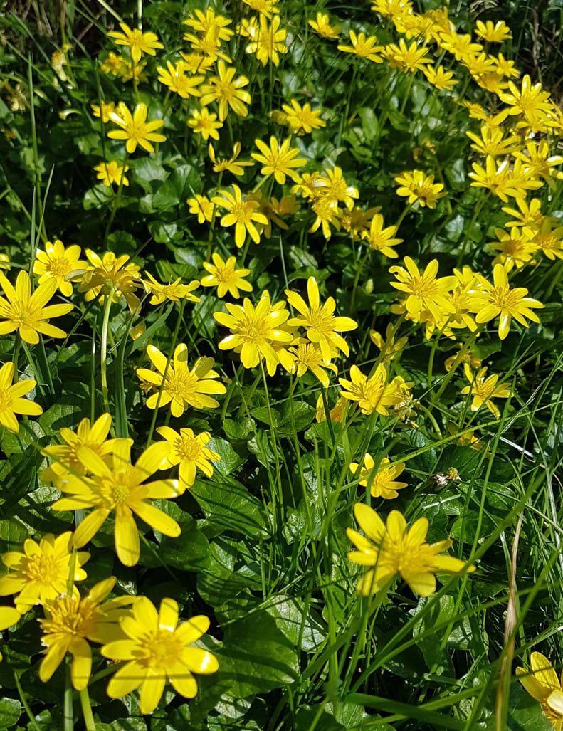 Owling About | The creative blog of Hannah Foley